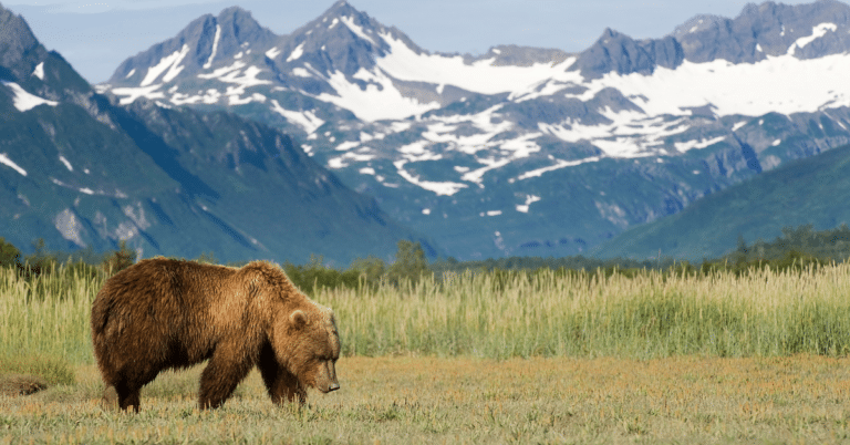 Your Guide to Animals in GNP - Glacier Highline